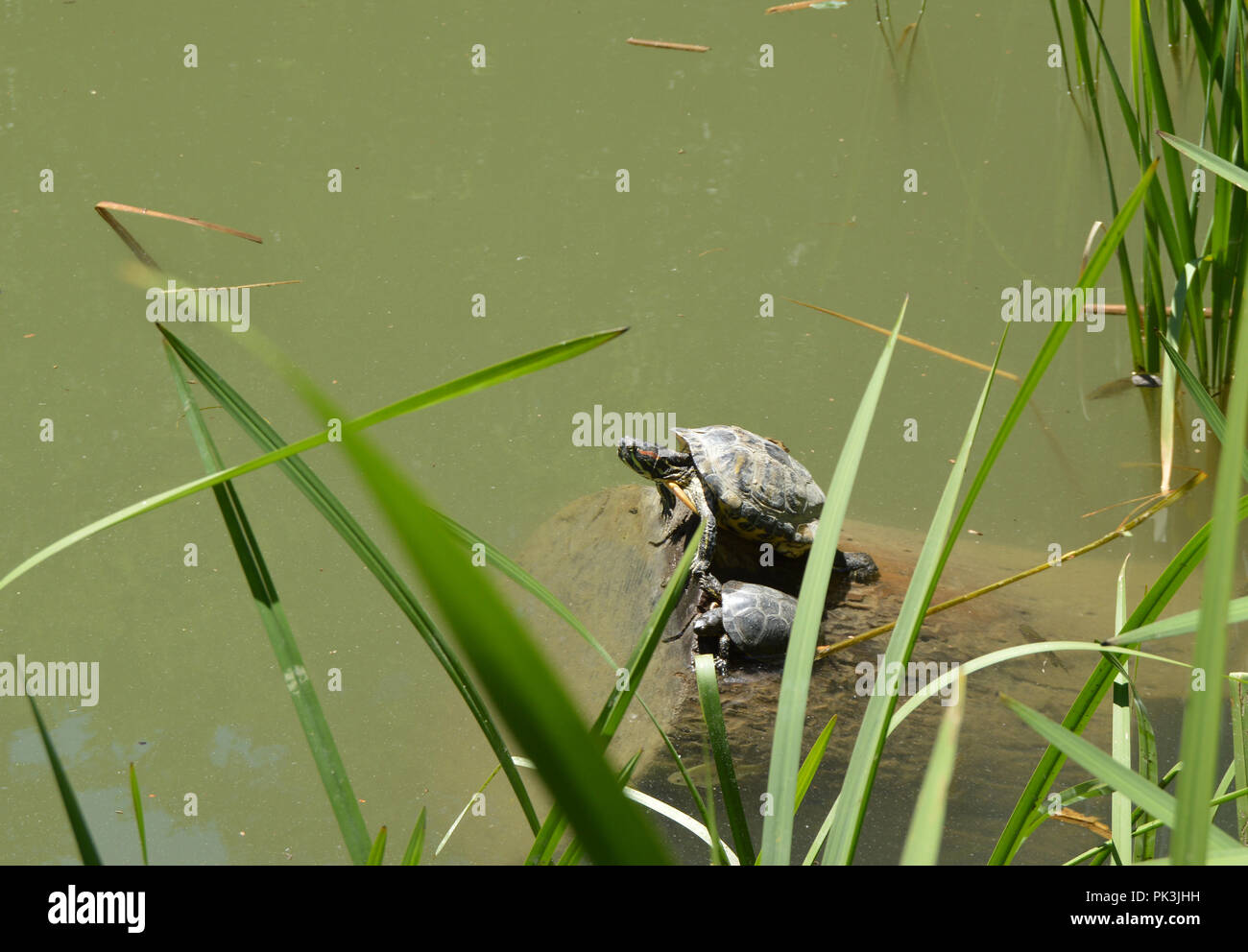 Baby painted turtle hi-res stock photography and images - Alamy