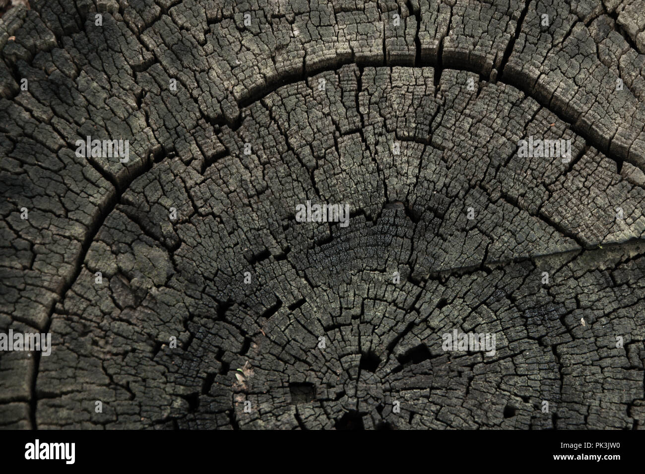 Abstract background of aged dry chestnut trunk Stock Photo - Alamy