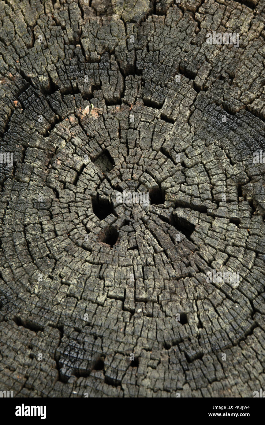 Abstract background of aged dry chestnut trunk Stock Photo - Alamy
