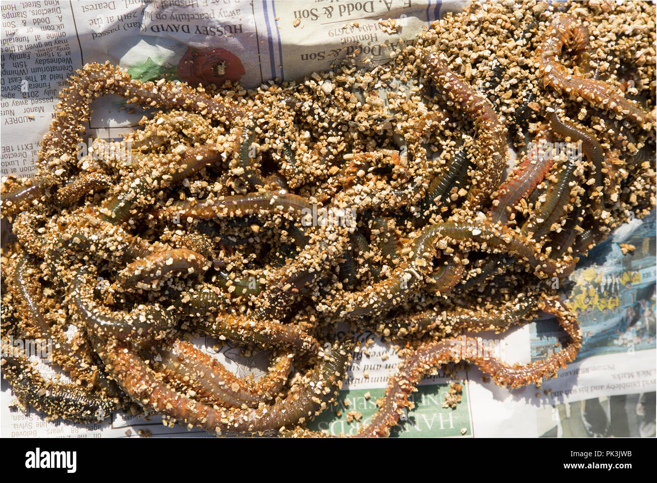 King ragworms, Alitta virens, bought from a fishing tackle shop that ...