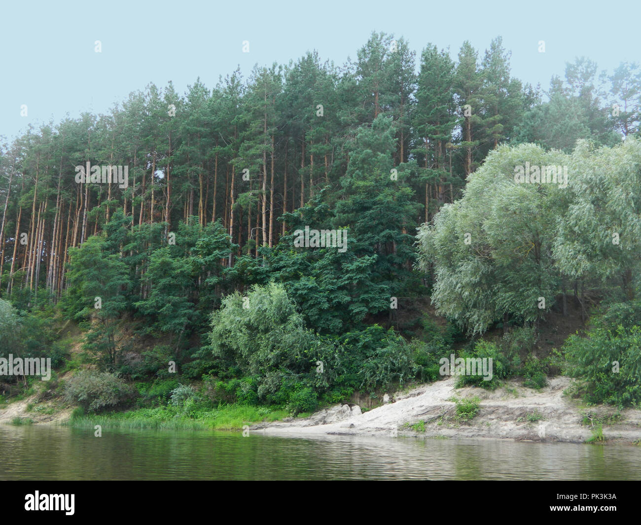 pine-tree forest and a little sandy beach on the riverside Stock Photo ...