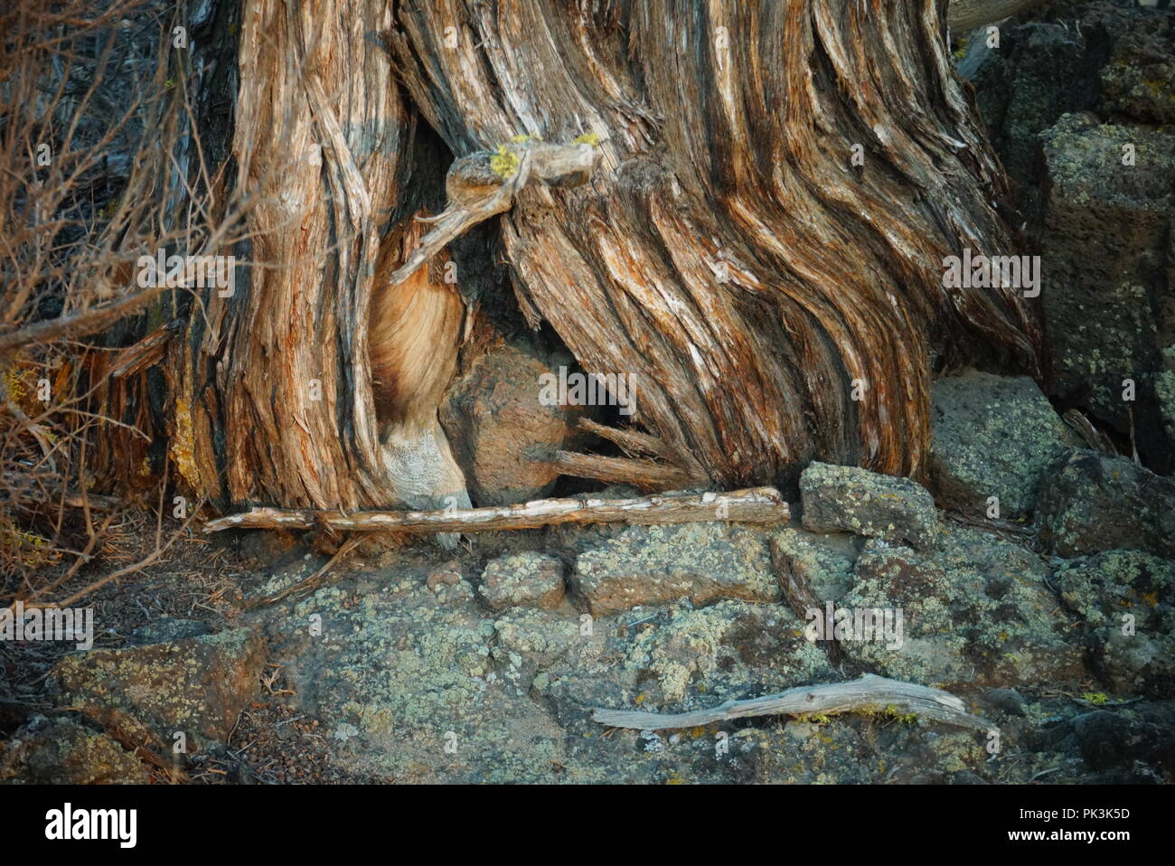 Juniper tree roots Stock Photo - Alamy