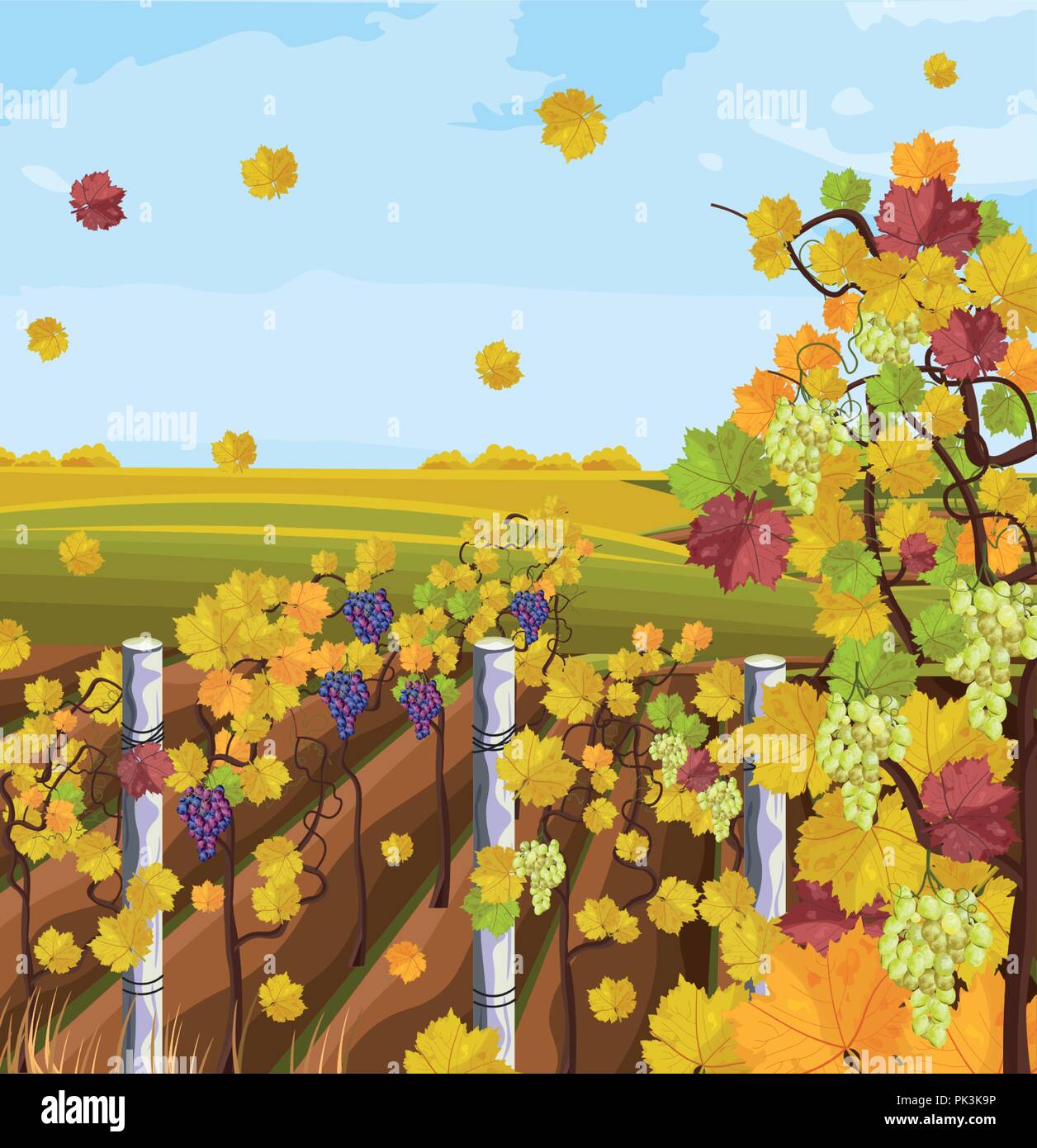 Grape vine rows Stock Vector Images - Alamy