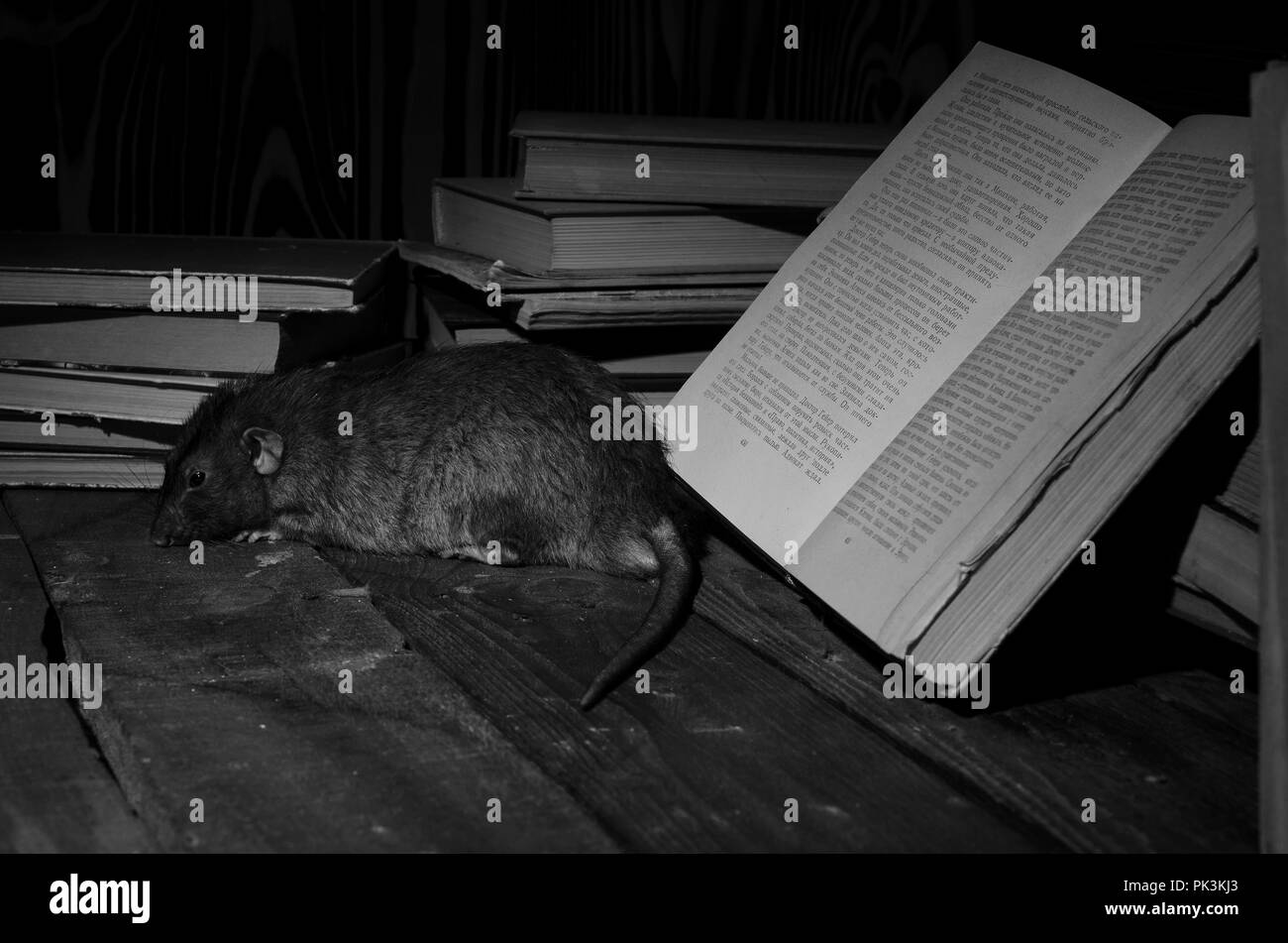 Decorative rat with old books in the library in black and white Stock ...