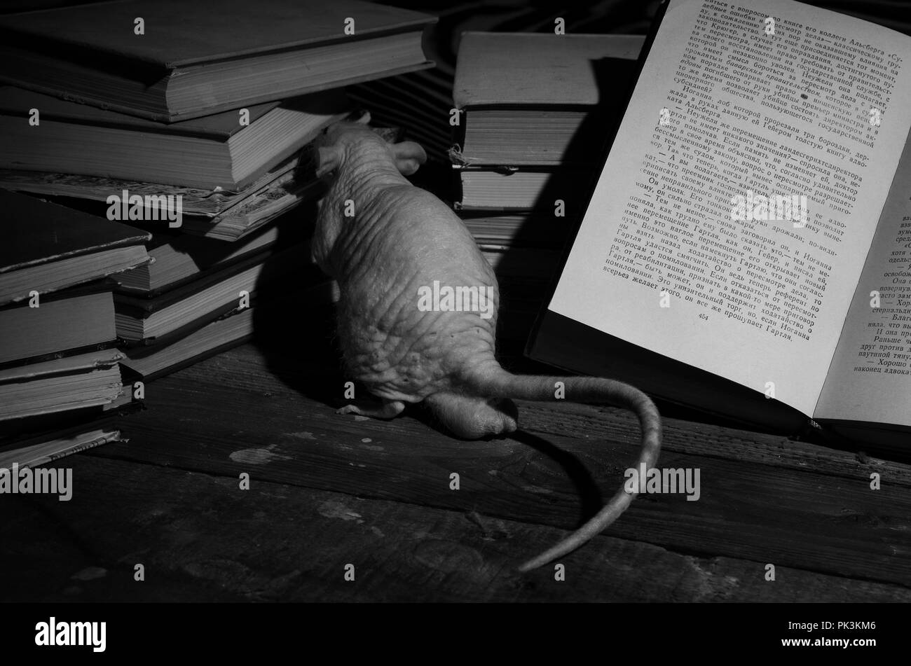 Decorative rat with old books in the library in black and white Stock ...