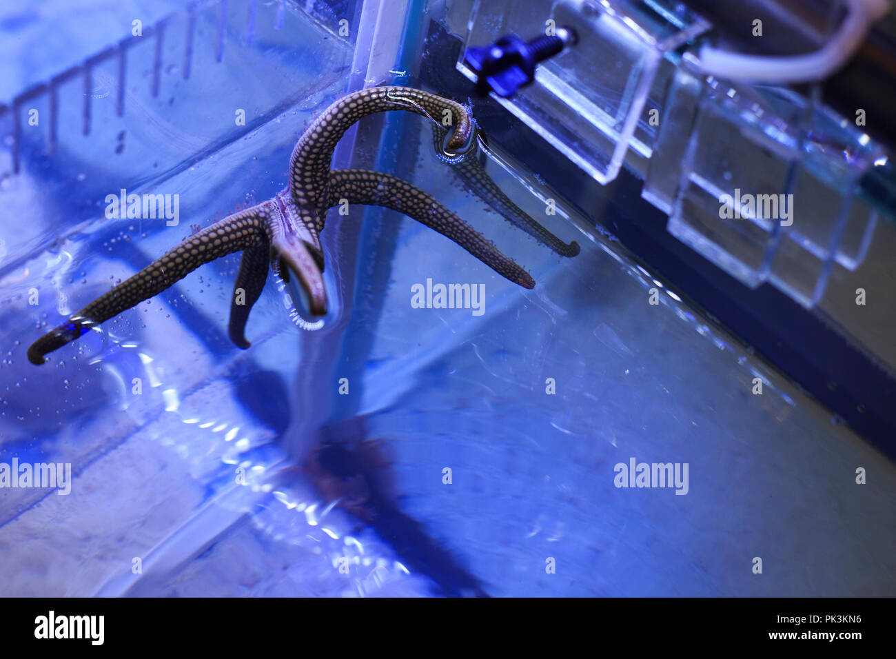 red starfish on the aquarium glass Stock Photo - Alamy