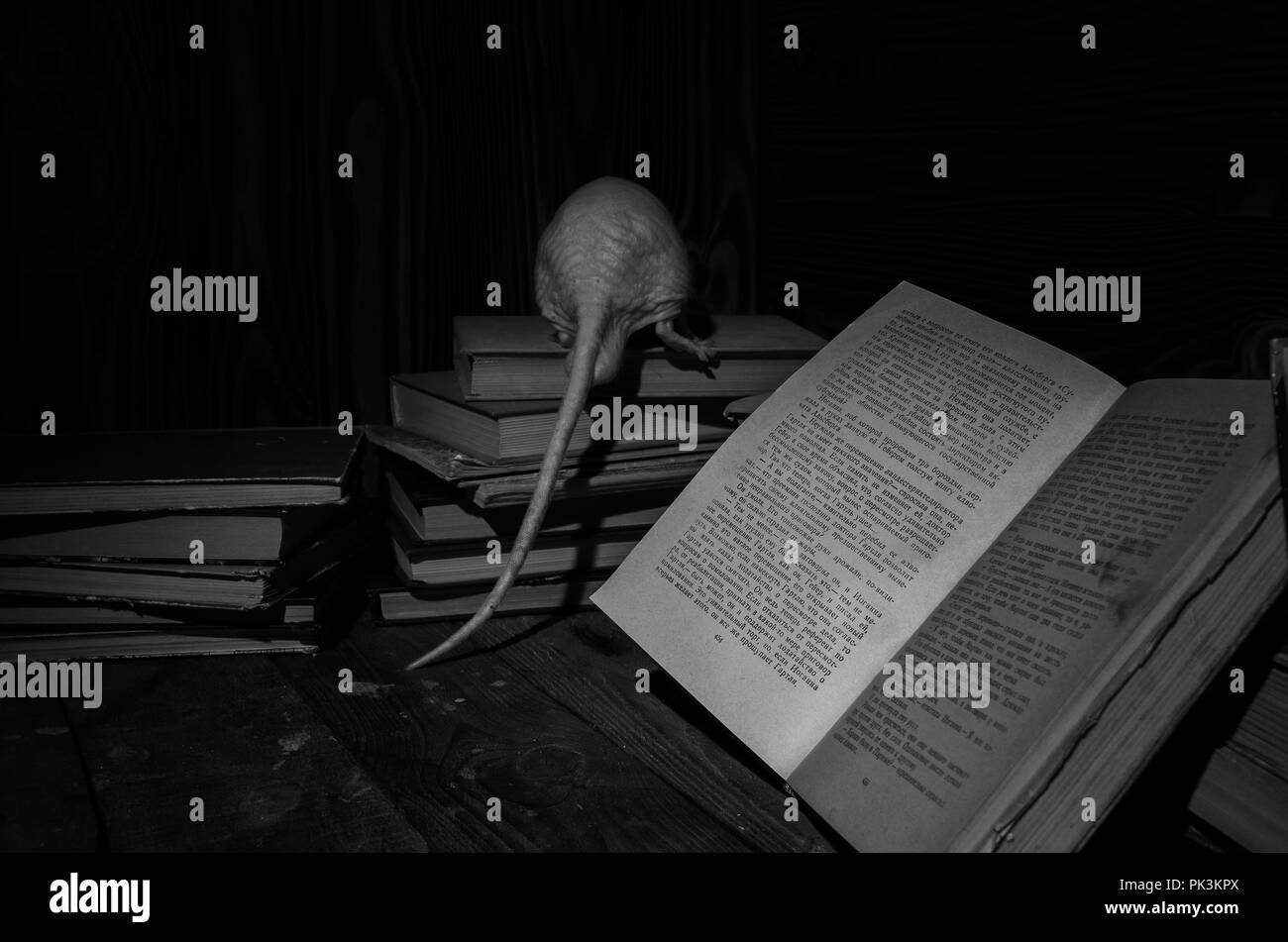 Decorative rat with old books in the library in black and white Stock ...