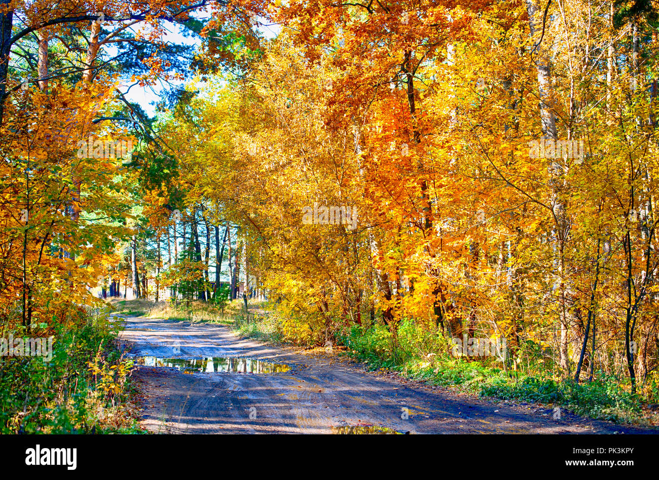 Rain falling tree forest hi-res stock photography and images - Alamy