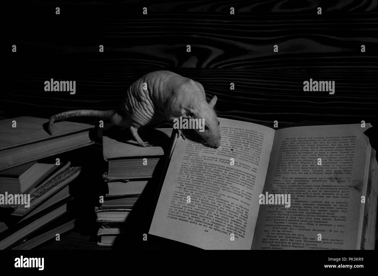 Decorative rat with old books in the library in black and white Stock ...