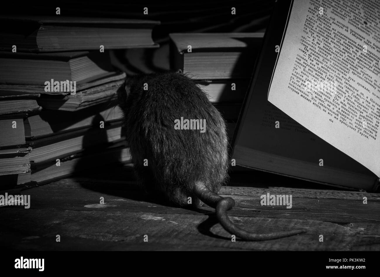 Decorative rat with old books in the library in black and white Stock ...