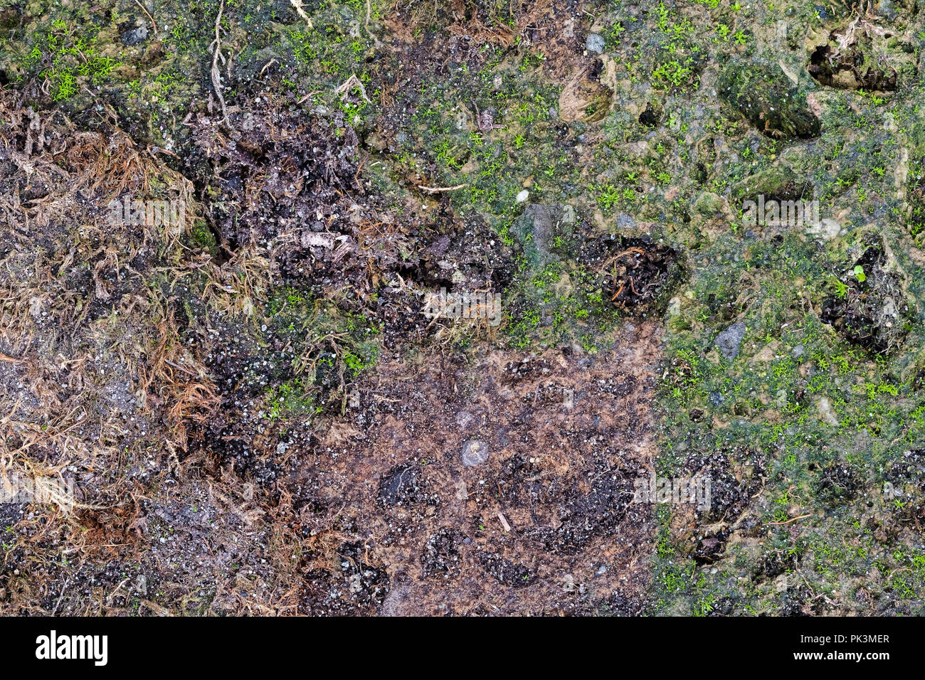 Colorful abstract background of mossy volcanic tuff rock Stock Photo ...