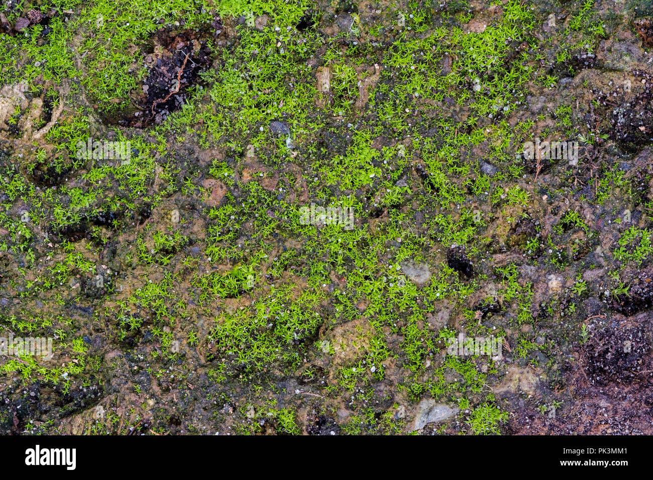 Colorful abstract background of mossy volcanic tuff rock Stock Photo ...