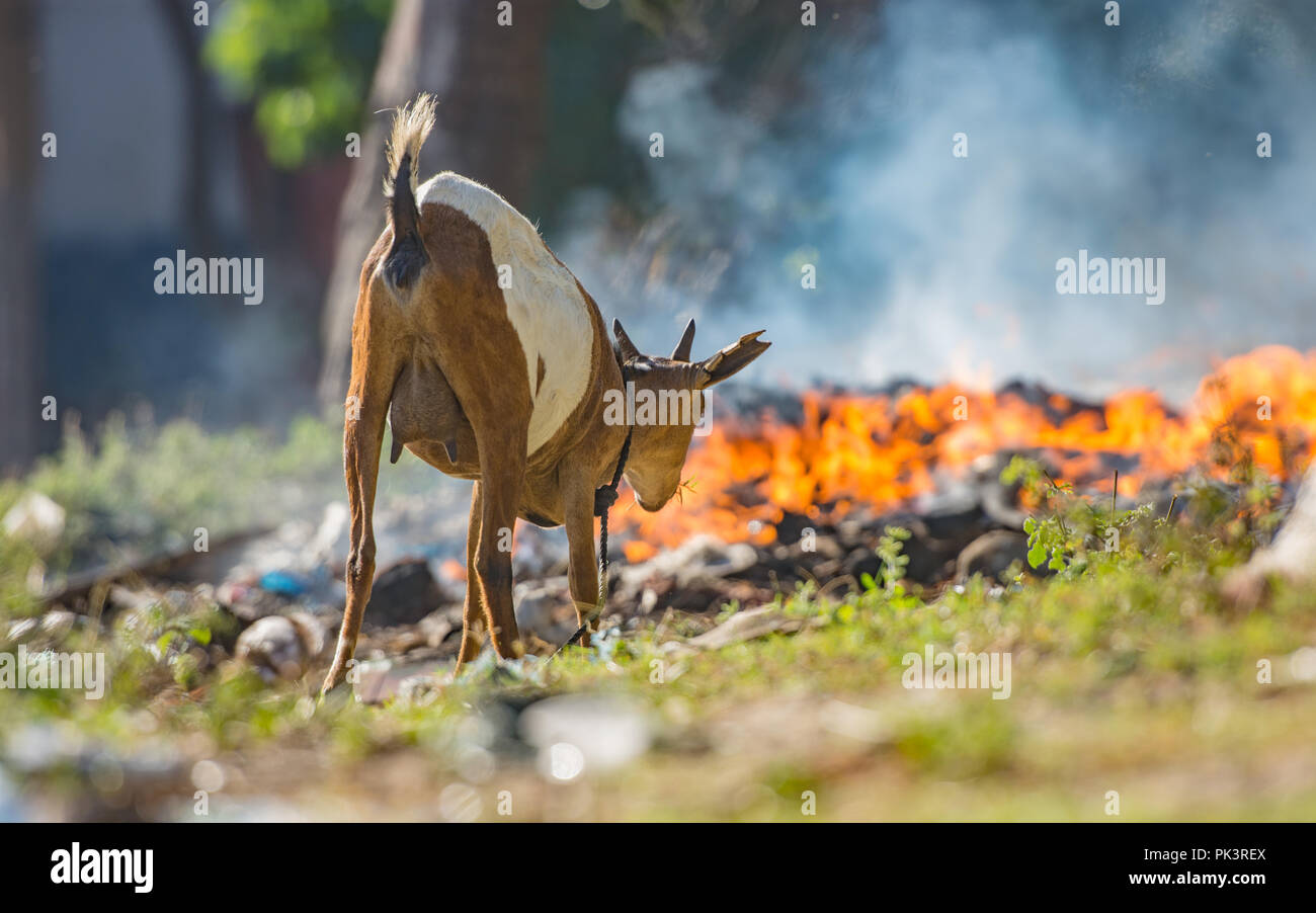 Grazing goat tree hi-res stock photography and images - Alamy