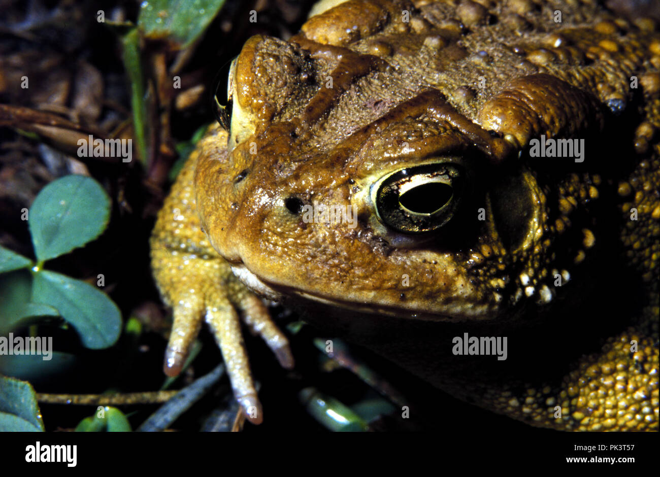 Toad eater hi-res stock photography and images - Alamy