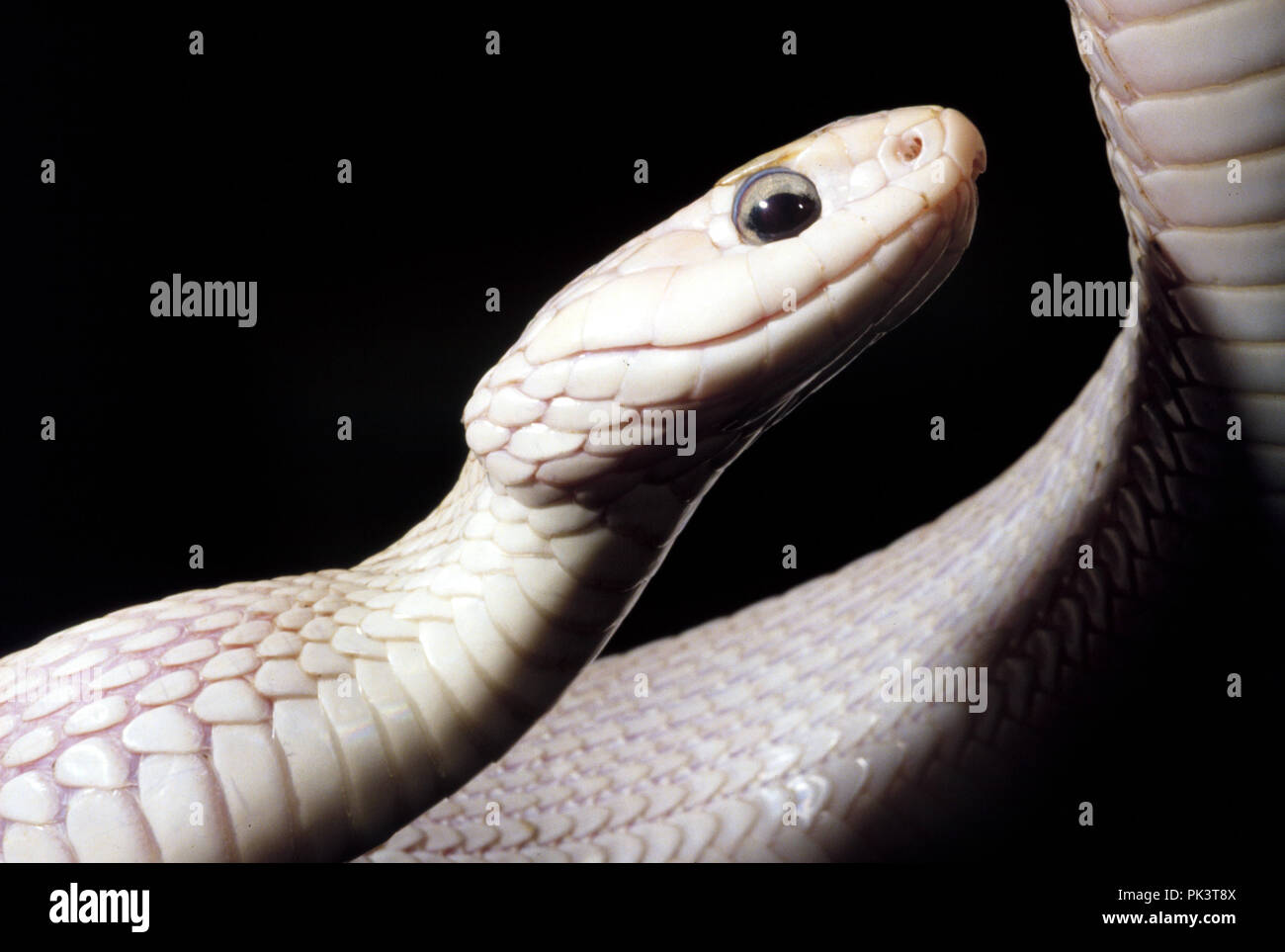 Albino variant hi-res stock photography and images - Alamy