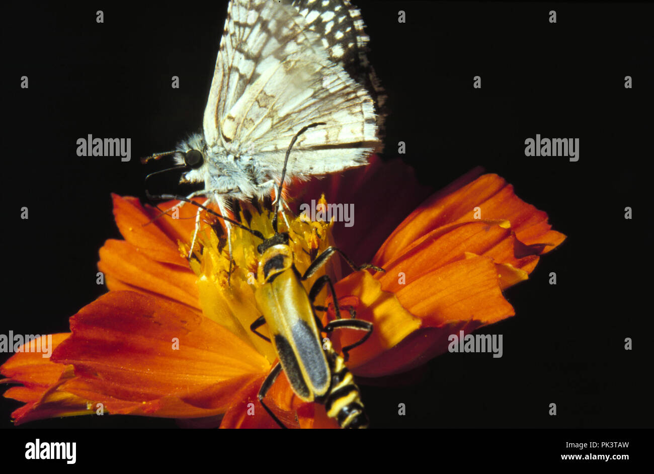 CheckeredSkipper101901 -- Small Checkered Skipper Stock Photo - Alamy