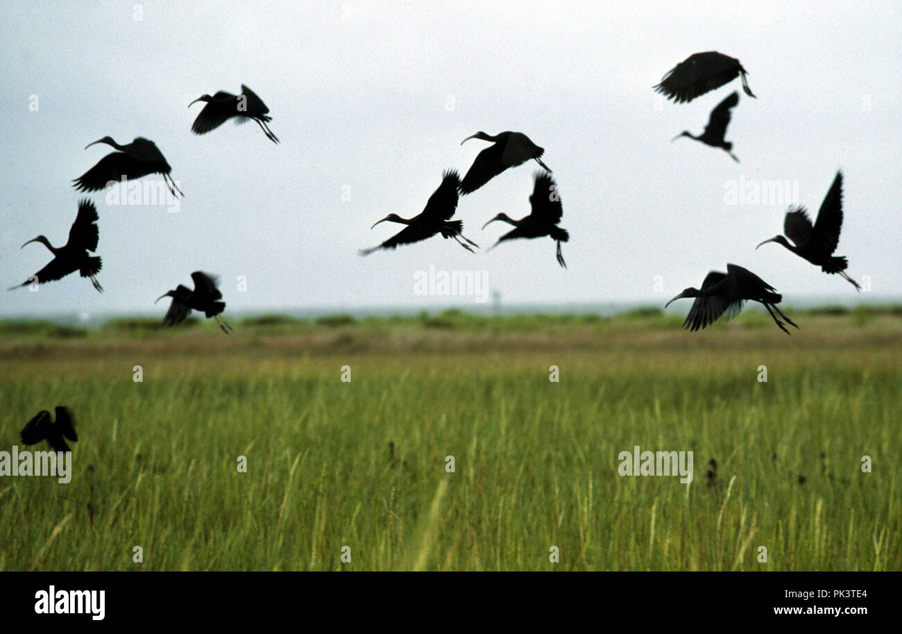 Butterfly bird feeders hi-res stock photography and images - Alamy