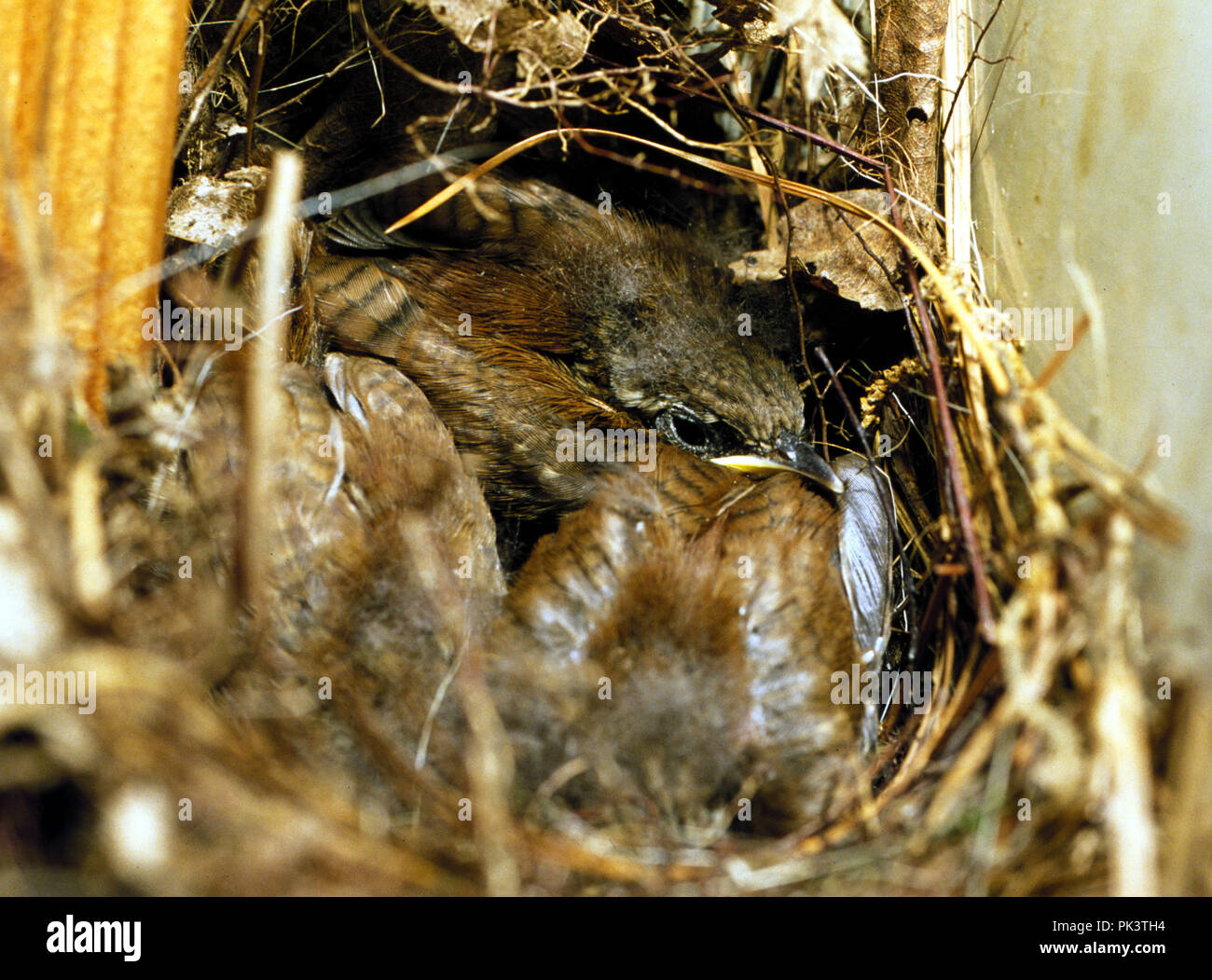 housewren101801 -- House Wren babies Stock Photo - Alamy