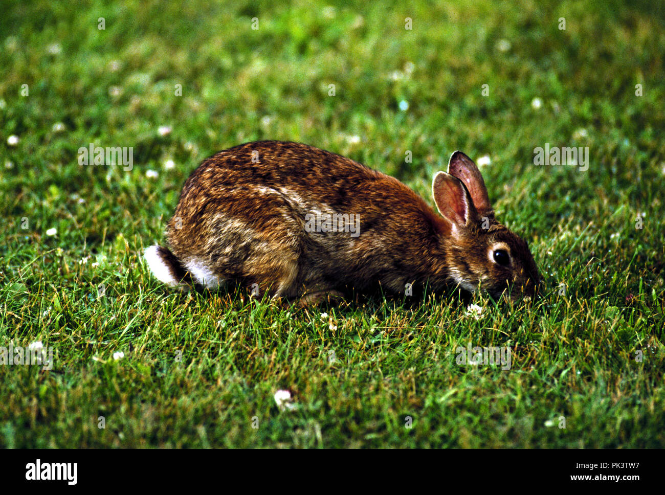 Mammals6/120701 -- Eastern Cottontail Stock Photo - Alamy