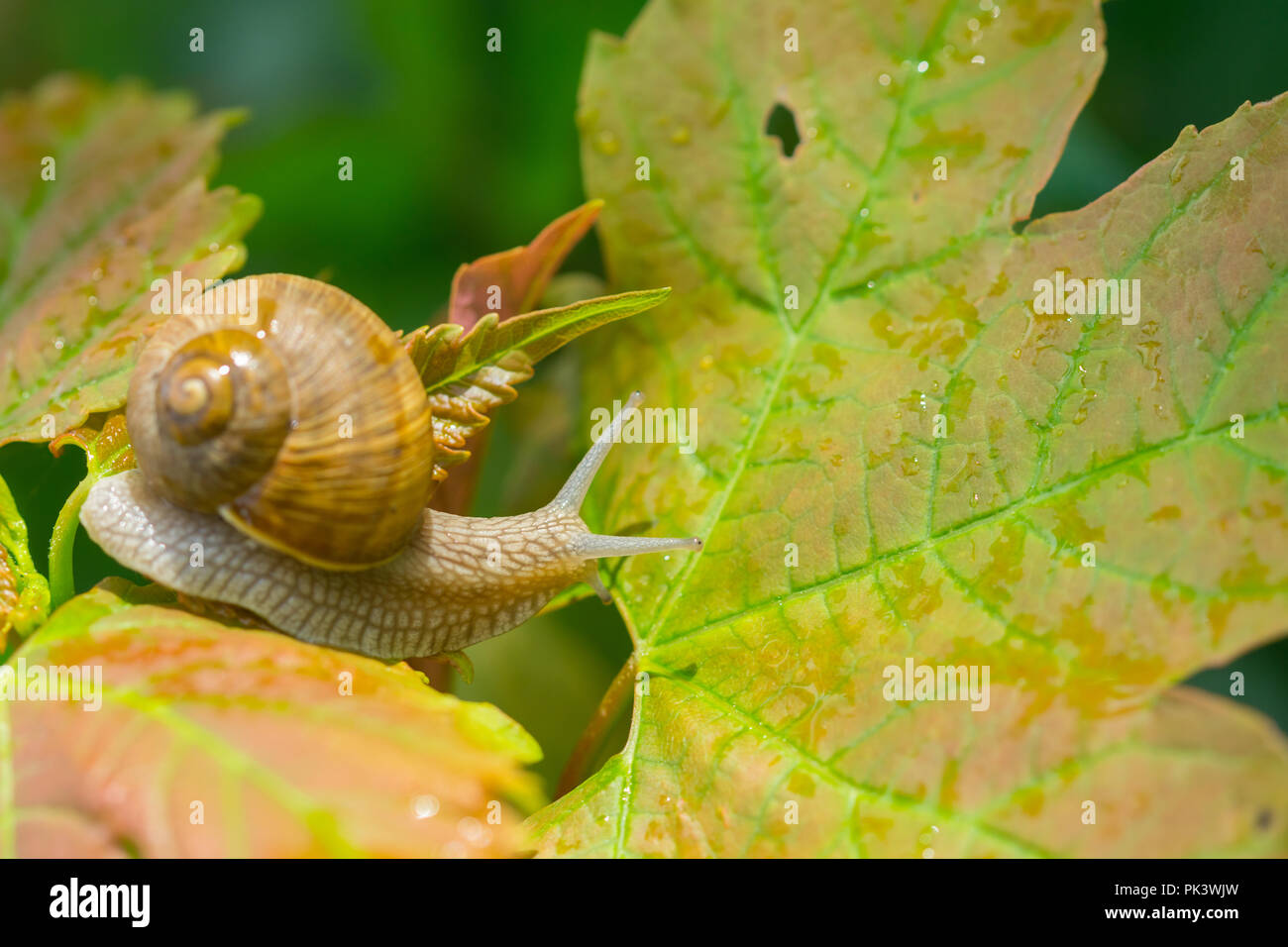 Snail slow crawling on leaf, close up isolated Stock Photo - Alamy