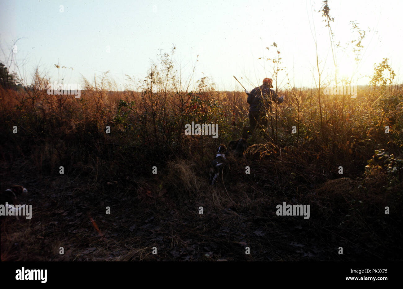 RabbitHunting5/120601 -- A rabbit hunter encourages his dogs to work ...