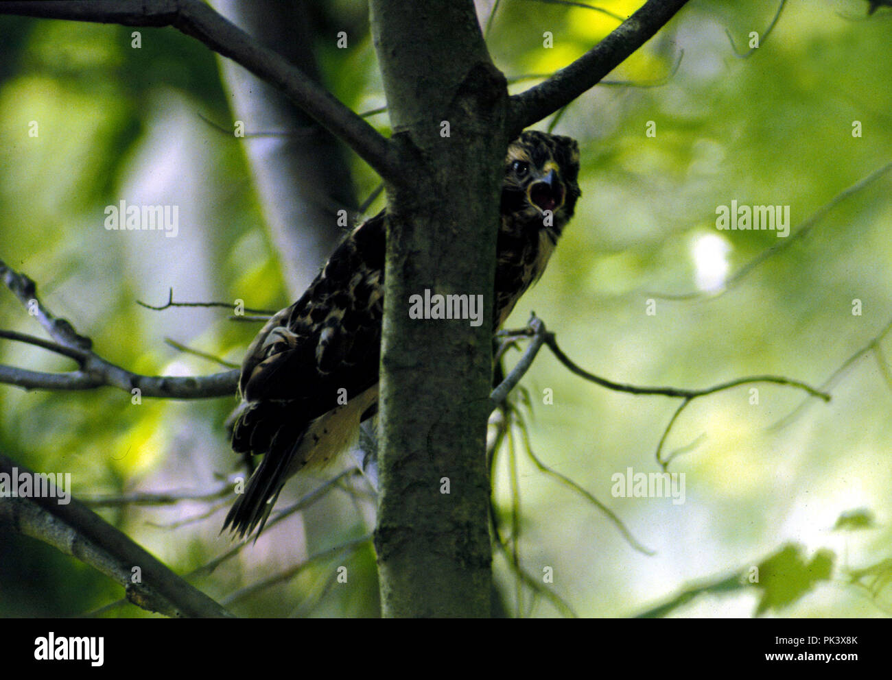 Red shouldered hawk nest hi-res stock photography and images - Alamy