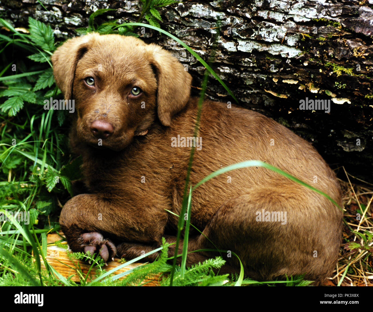 Chessie puppy hi-res stock photography and images - Alamy