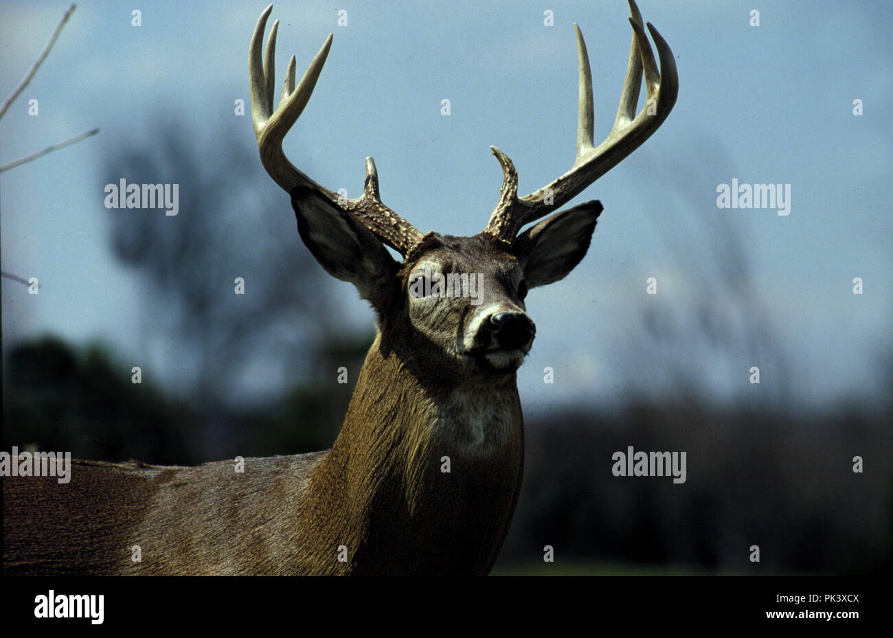 Whitetail2/120301 -- Whitetail deer Stock Photo - Alamy