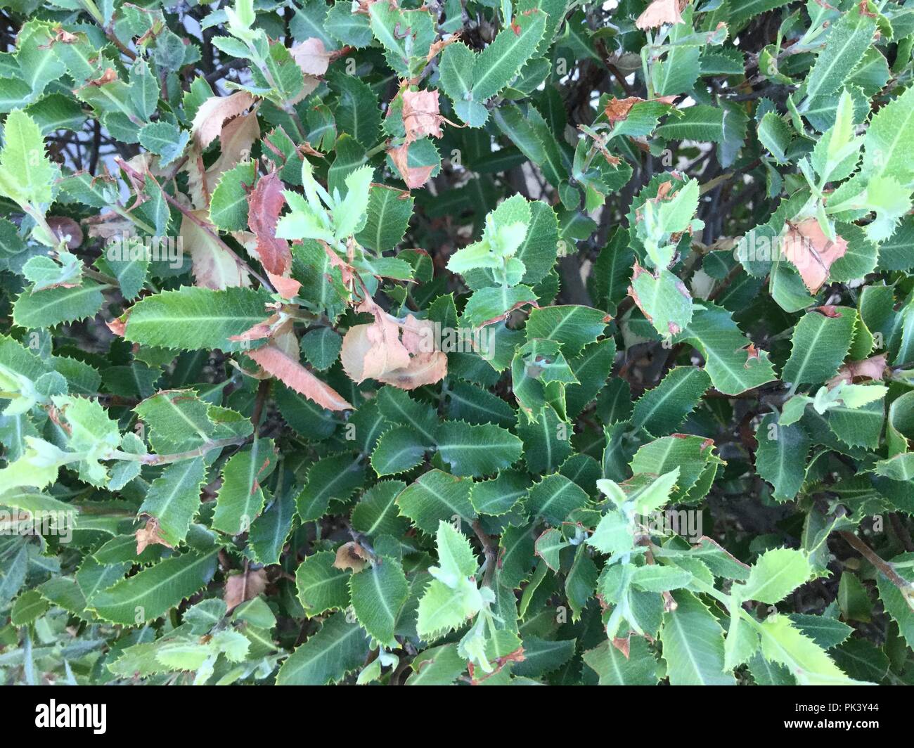 Closeup of green bushes showing twigs and leaves Stock Photo - Alamy