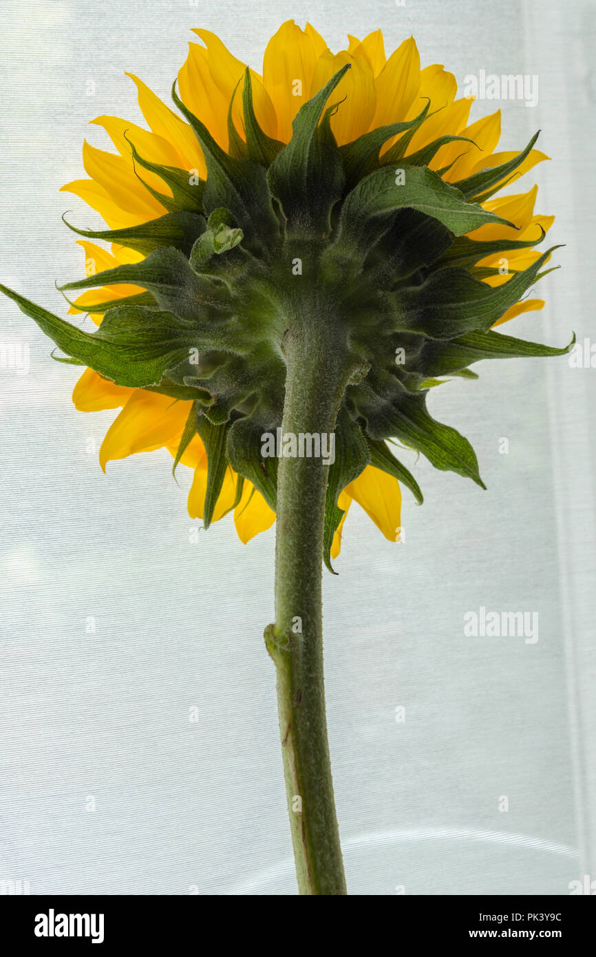 Unusual sunflower hi-res stock photography and images - Alamy