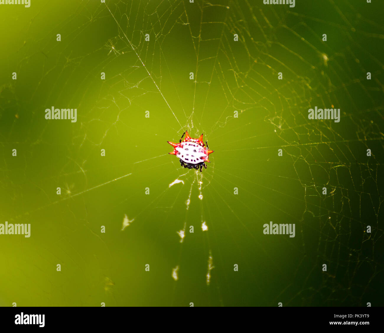 Spiny orb weaver hi-res stock photography and images - Alamy
