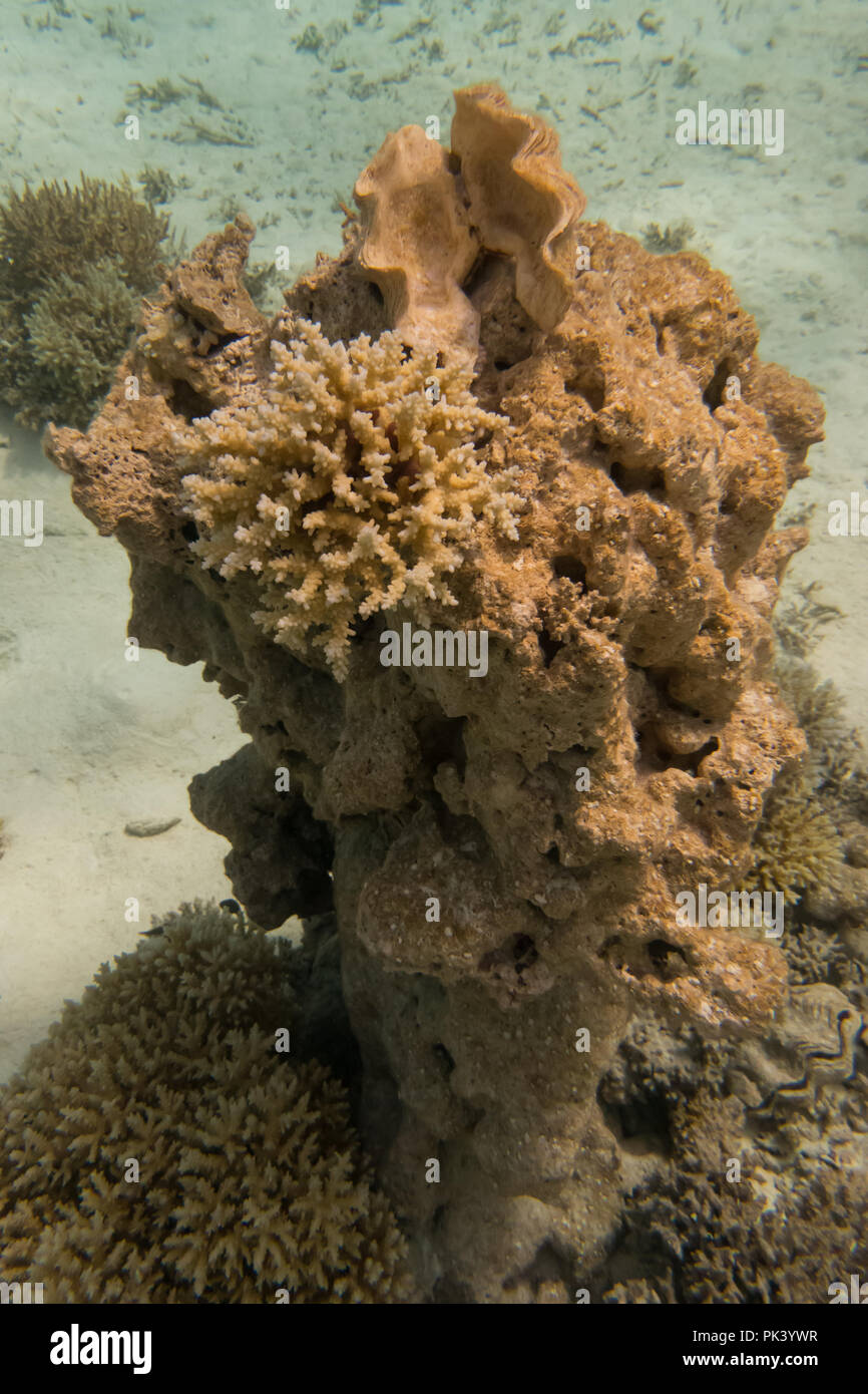 Snorkeling in the inner lagoon at Millennium atoll in Kiribati showing ...