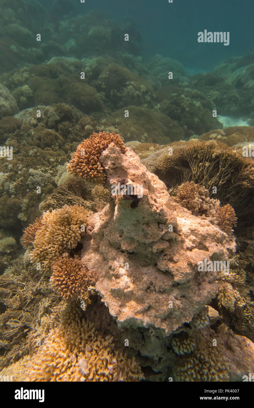 Snorkeling in the inner lagoon at Millennium atoll in Kiribati showing ...