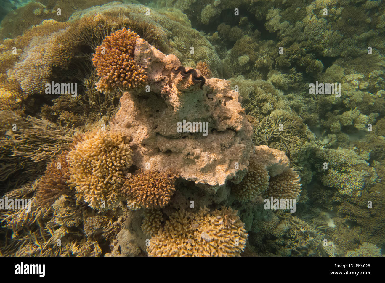 Snorkeling in the inner lagoon at Millennium atoll in Kiribati showing ...