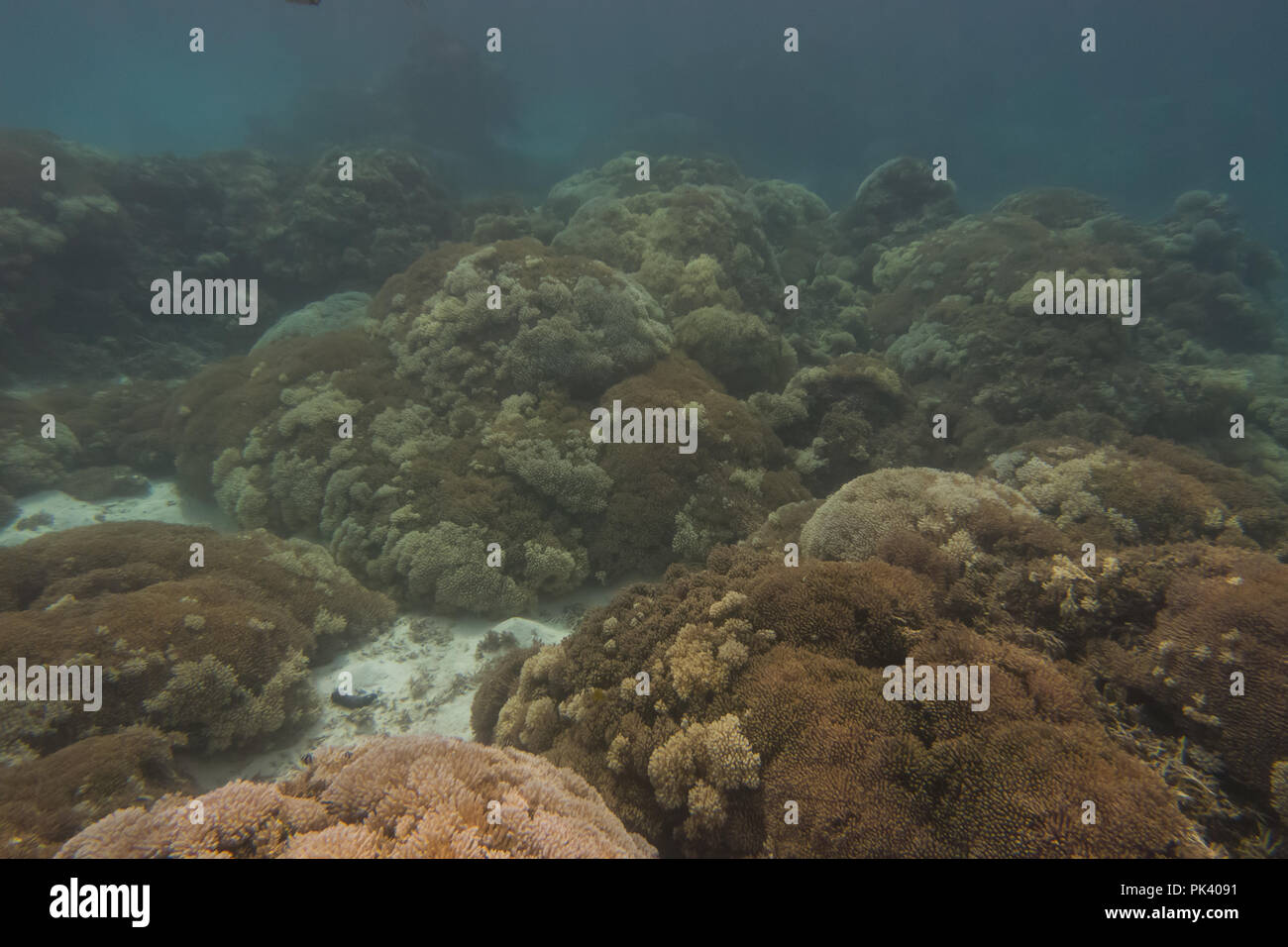 Snorkeling in the inner lagoon at Millennium atoll in Kiribati showing ...