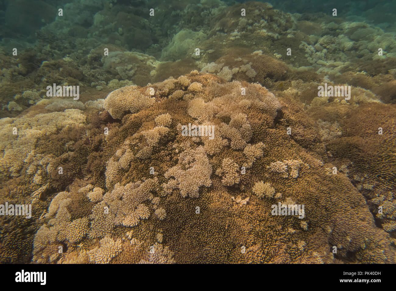Snorkeling in the inner lagoon at Millennium atoll in Kiribati showing ...