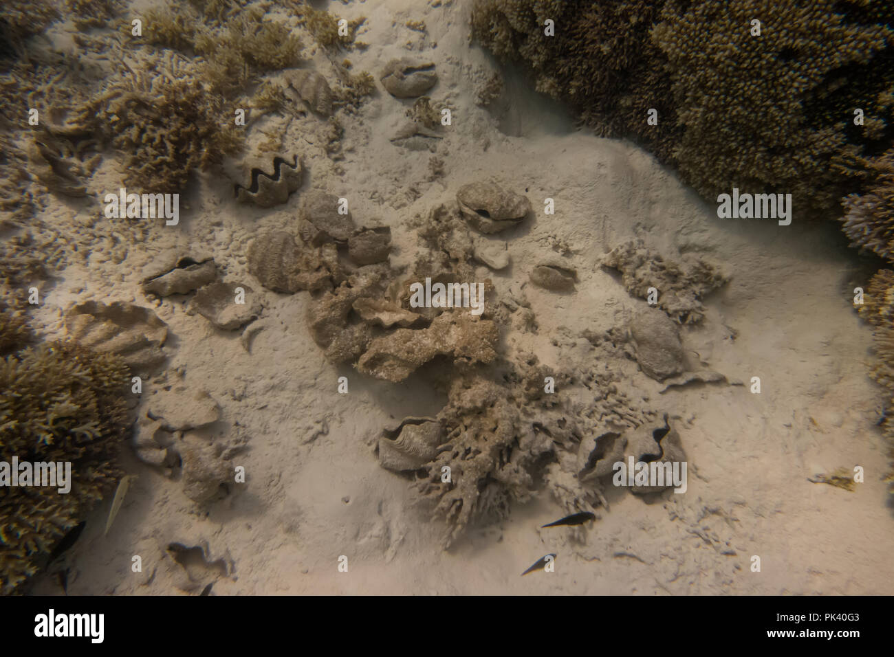 Snorkeling in the inner lagoon at Millennium atoll in Kiribati showing ...