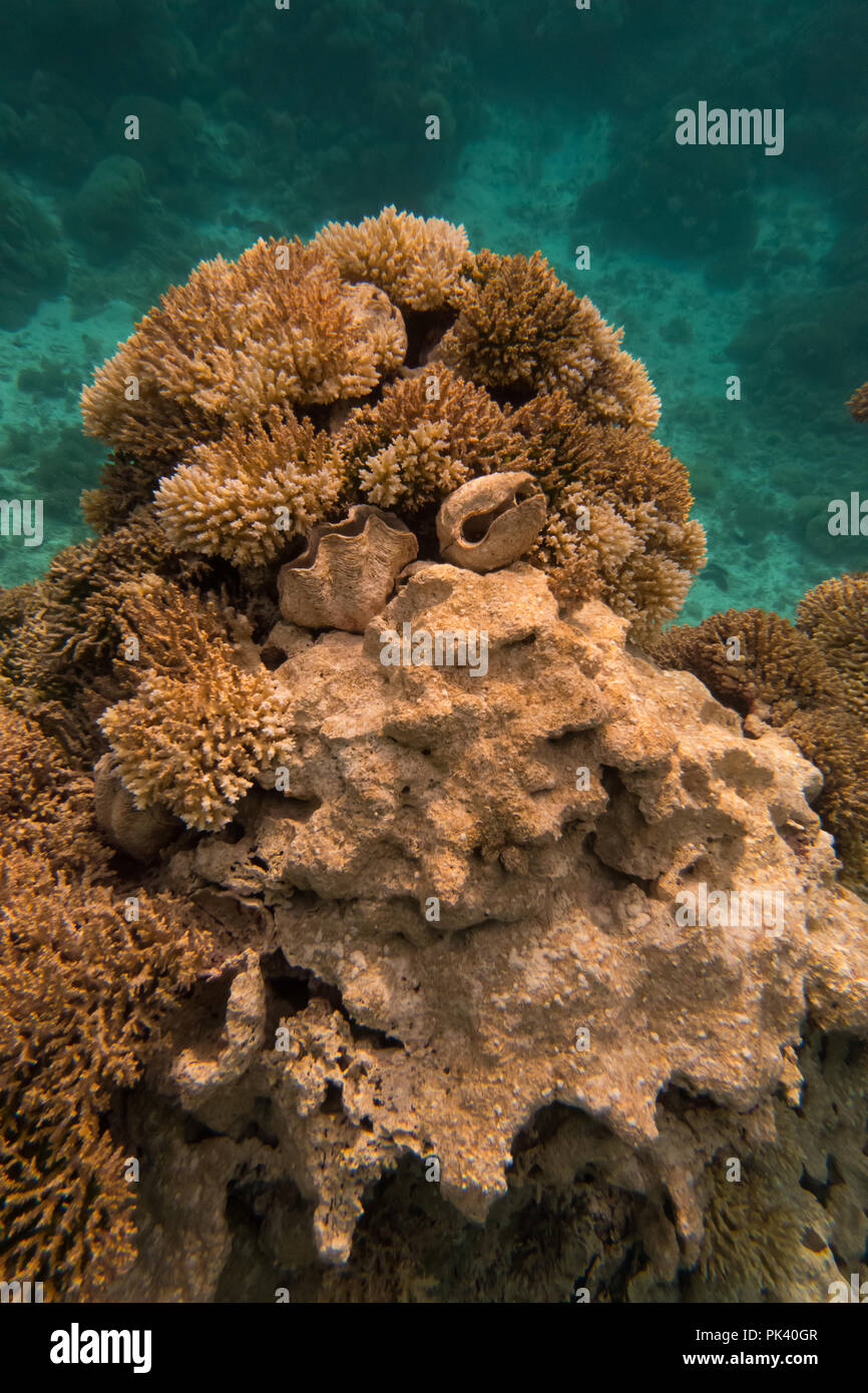 Snorkeling in the inner lagoon at Millennium atoll in Kiribati showing ...