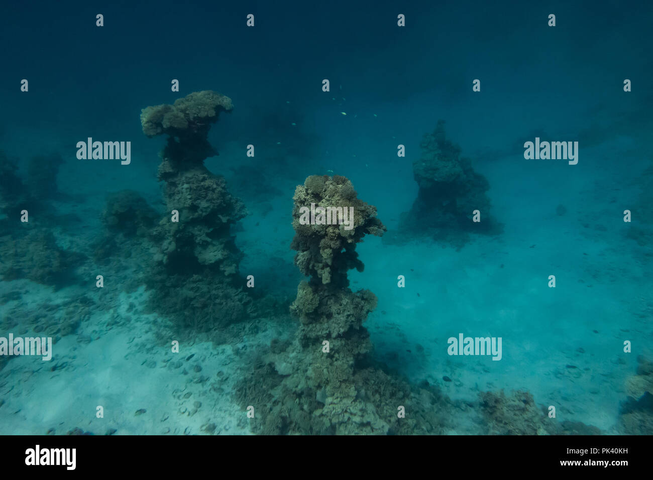 Snorkeling in the inner lagoon at Millennium atoll in Kiribati showing ...