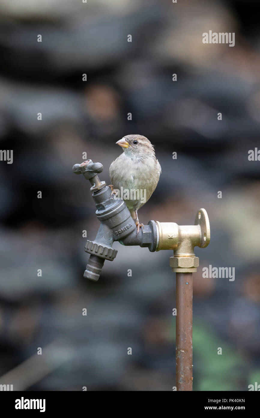 House Sparrow Passer domesticus perching on a garden tap Stock Photo ...