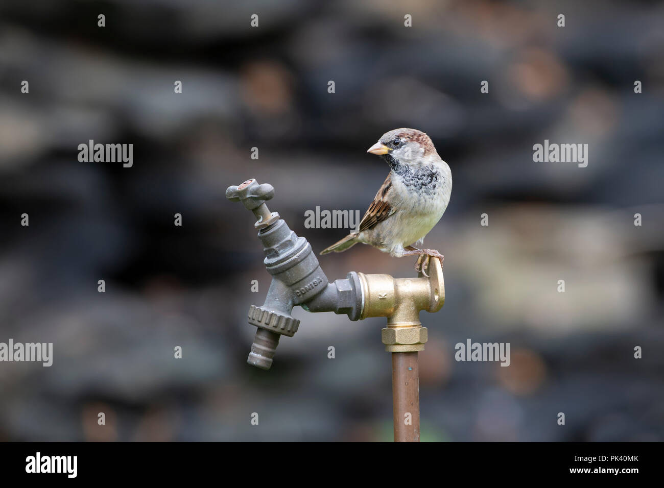 House Sparrow Passer domesticus perching on a garden tap Stock Photo ...