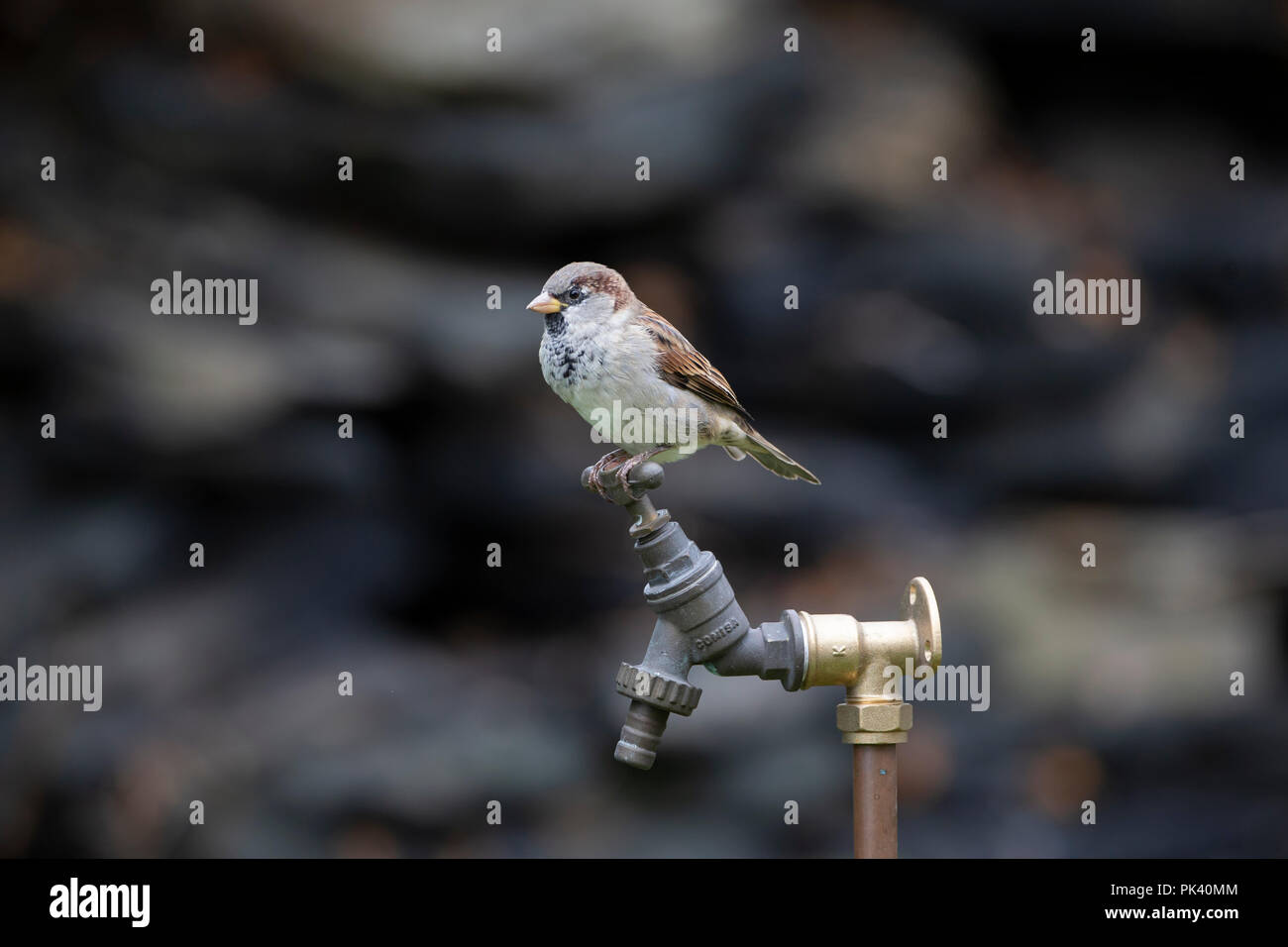 House Sparrow Passer domesticus perching on a garden tap Stock Photo ...