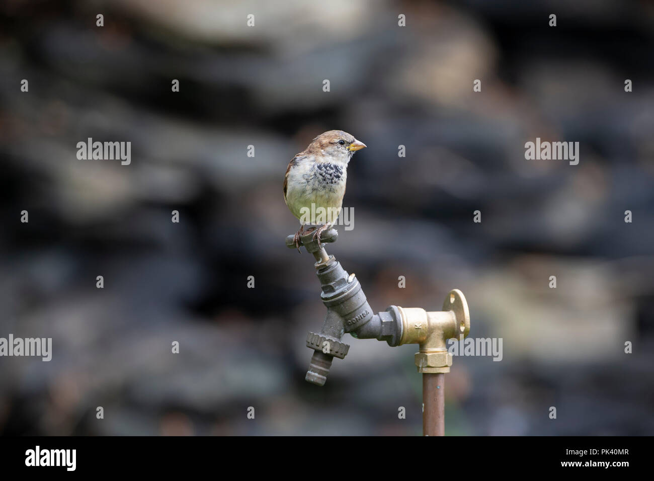 Bird on a tap hi-res stock photography and images - Alamy