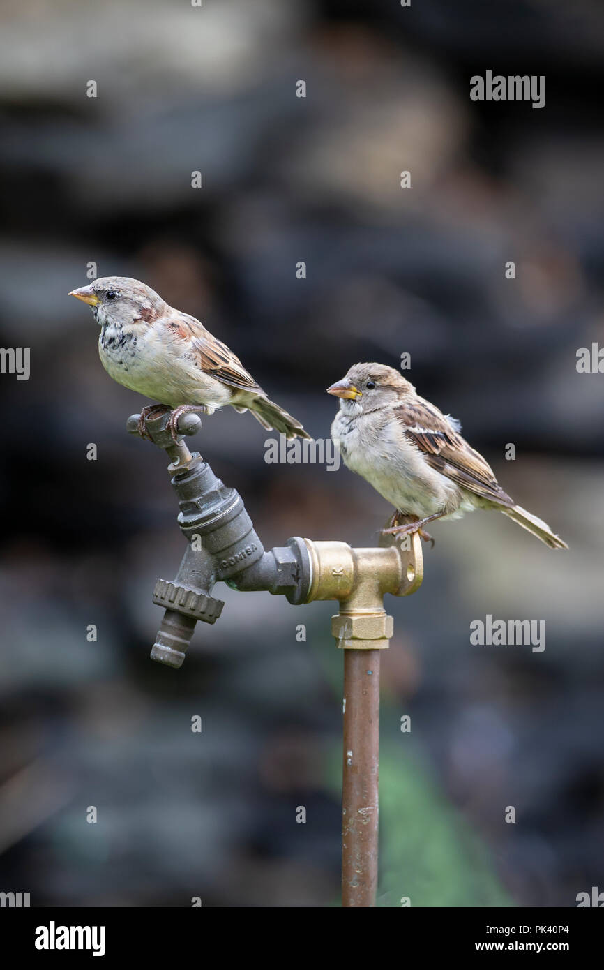 Two House Sparrows Passer domesticus both perching on an outside garden ...