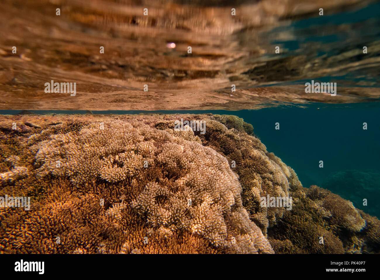 Snorkeling in the inner lagoon at Millennium atoll in Kiribati showing ...