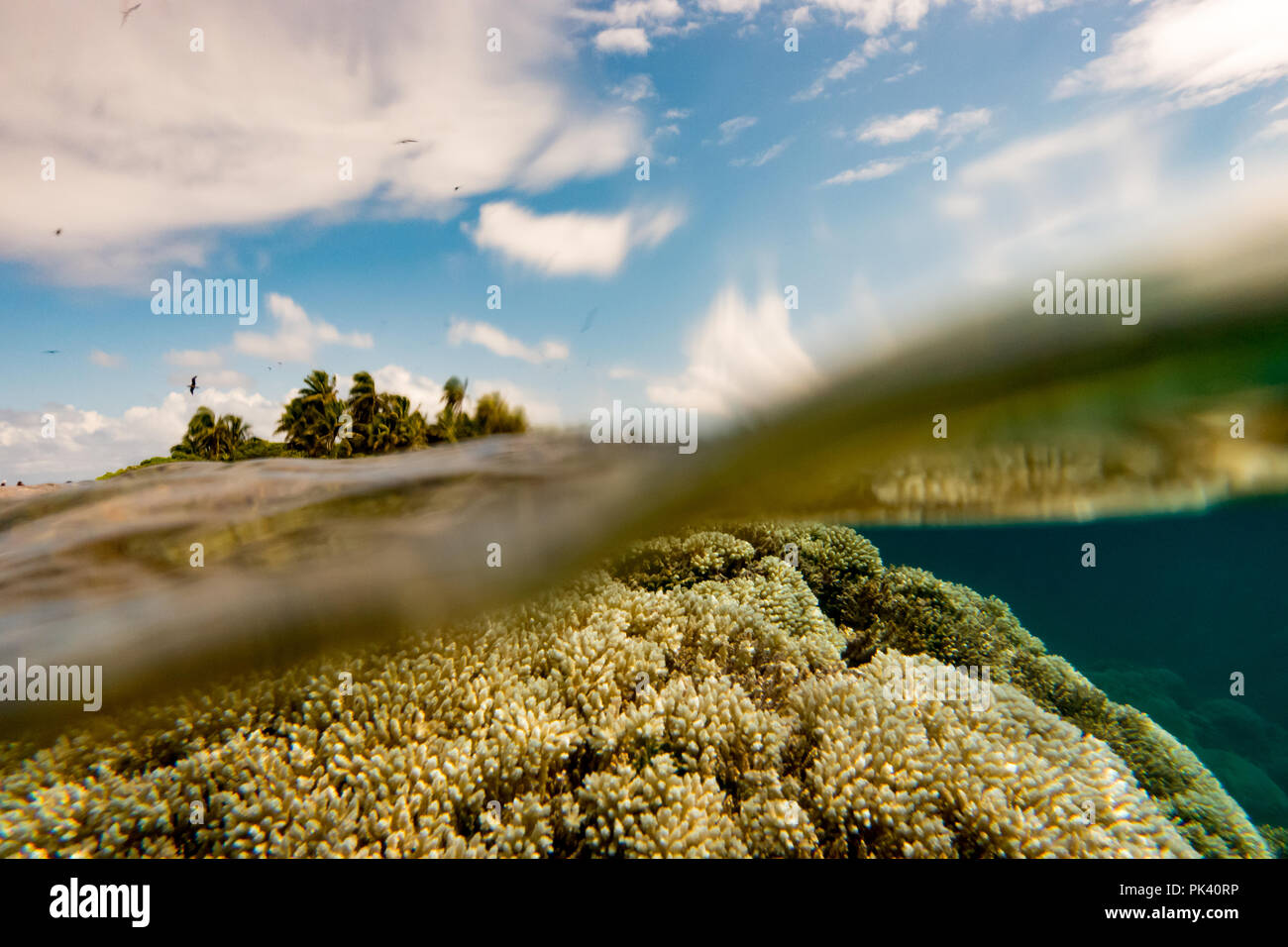 Snorkeling in the inner lagoon at Millennium atoll in Kiribati showing ...