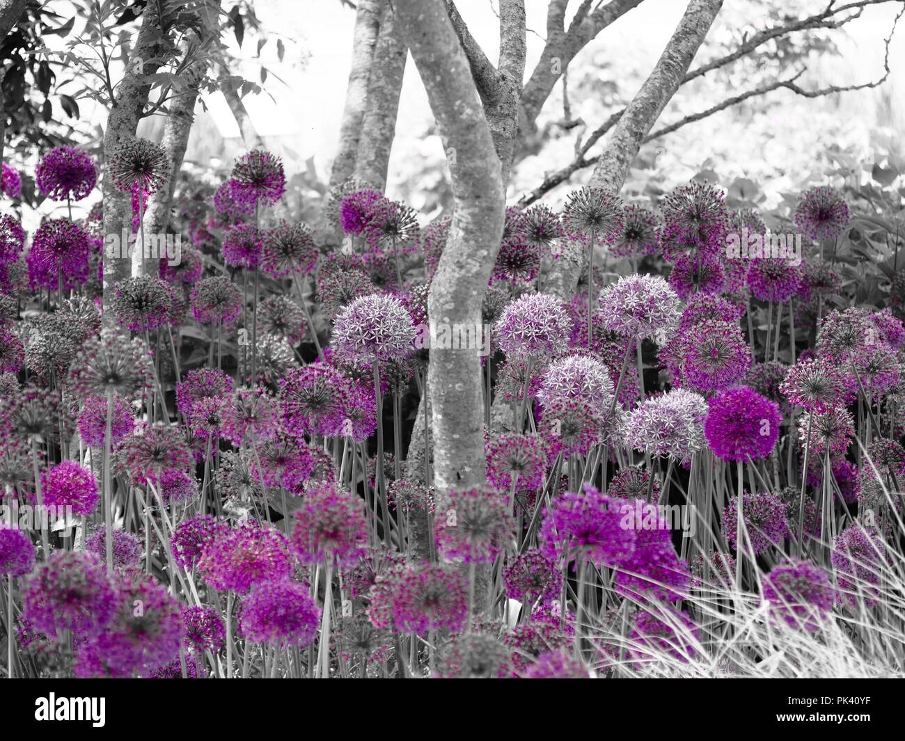 Black and white alliums hi-res stock photography and images - Alamy