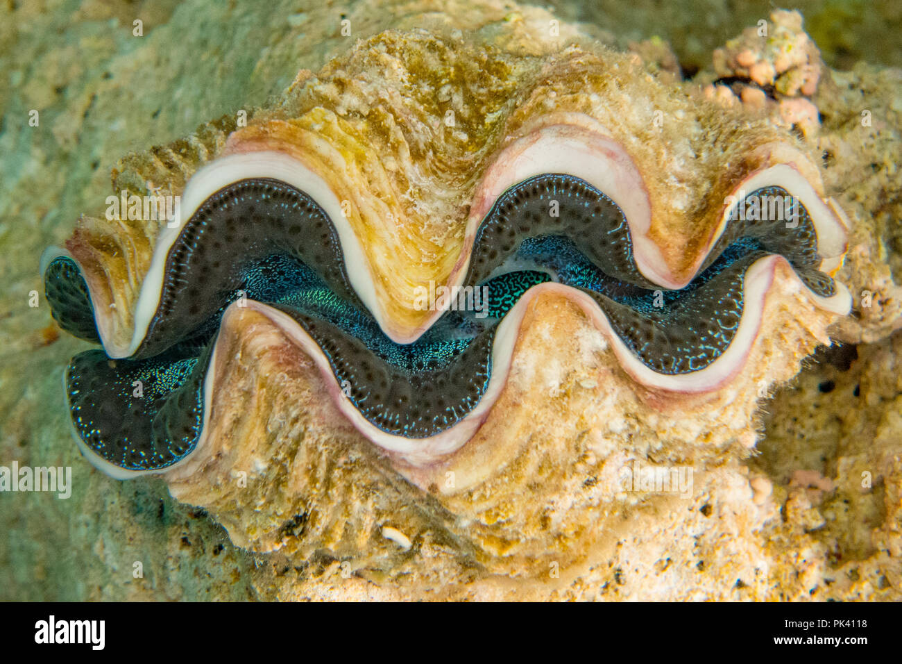A Tridacna giant clam in the inner lagoon of Millennium atoll, Southern ...