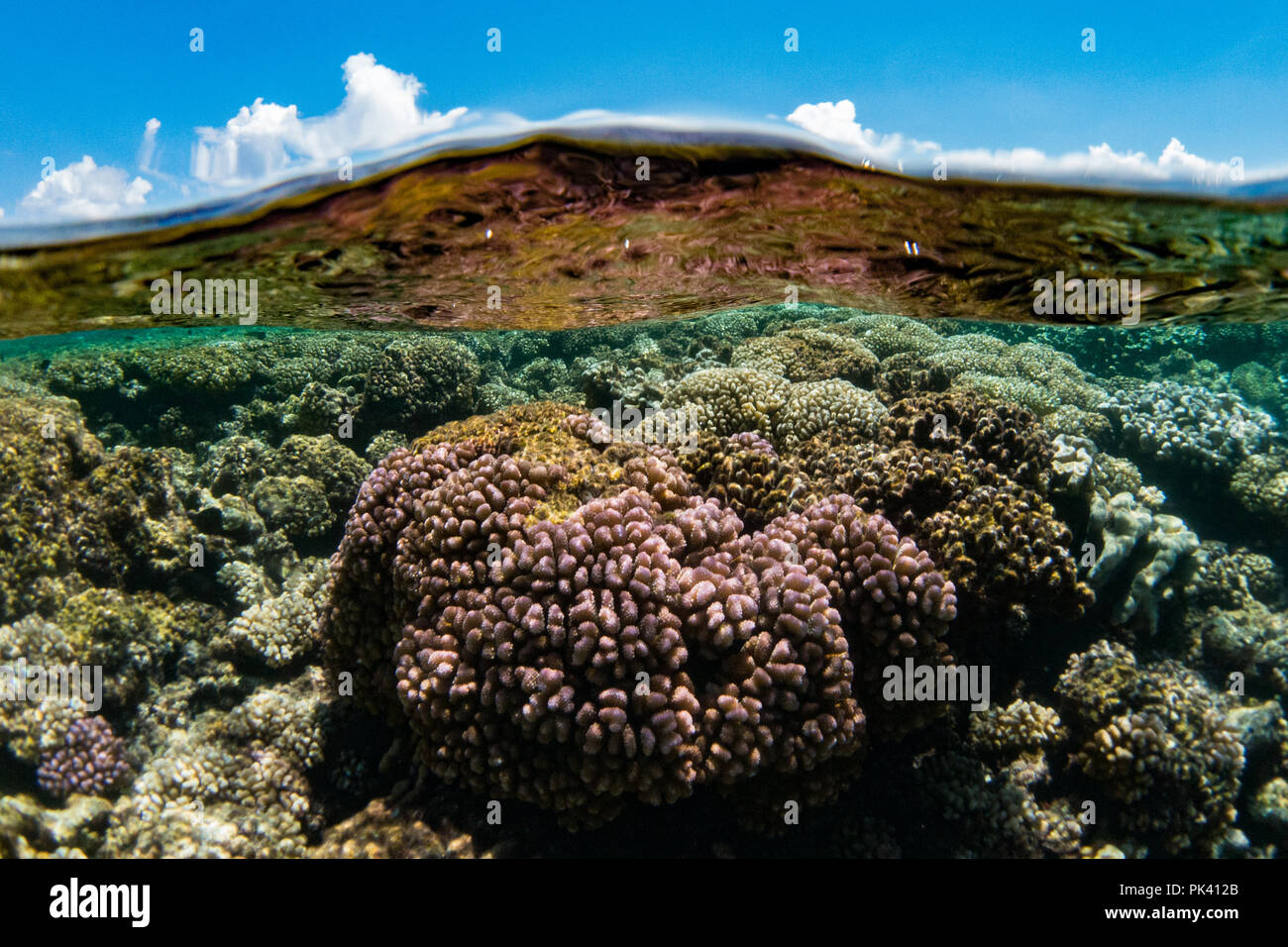 Snorkeling in the beautiful, clear, and calm waters of Raroia atoll in ...