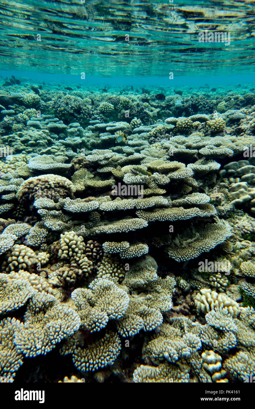 Snorkeling in the south pass of Fakarava Atoll in the Tuamotus of ...